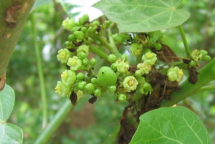 Jatropha's Relevance for MENA | EcoMENA