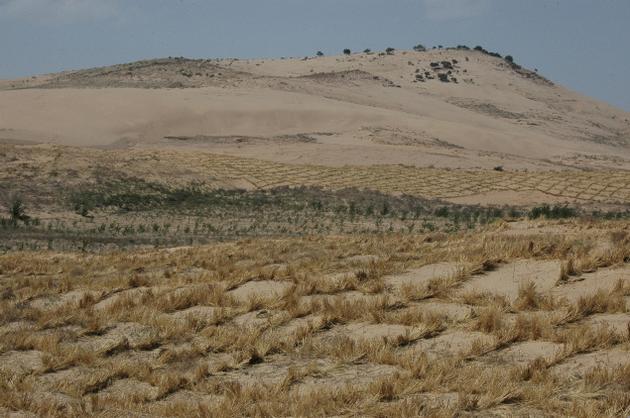Desertification in MENA - Causes and Solutions | EcoMENA