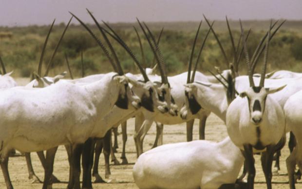 Preserving Biodiversity in Jordan | EcoMENA