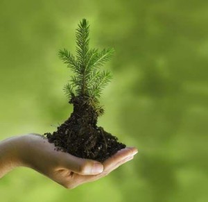 Ecological Advice from Prophet Muhammad | EcoMENA