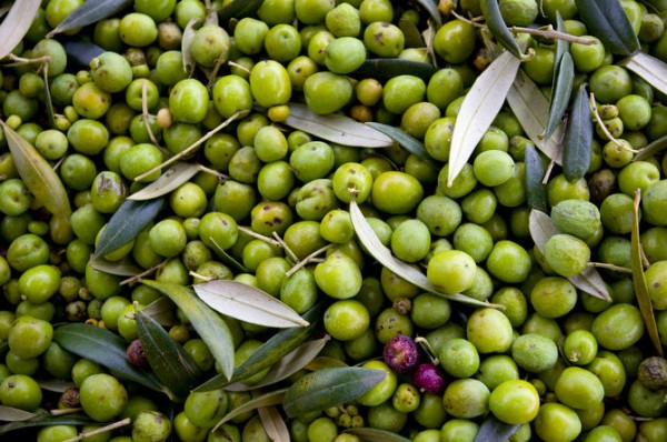 Environmental Impact of Olive Oil Processing Wastes | EcoMENA