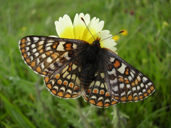 Preserving Biodiversity in Jordan | EcoMENA