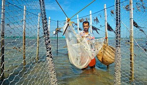 Restocking the Seas around Bahrain through Fish Farming | EcoMENA