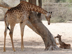 Wildlife Protection in Bahrain | EcoMENA