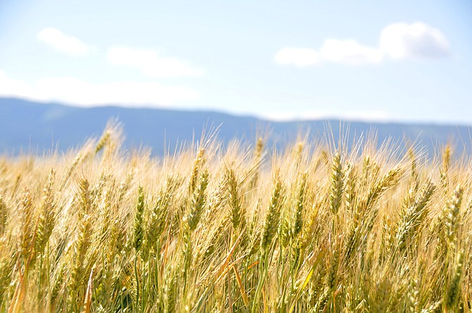 Food Security in Lebanon | EcoMENA