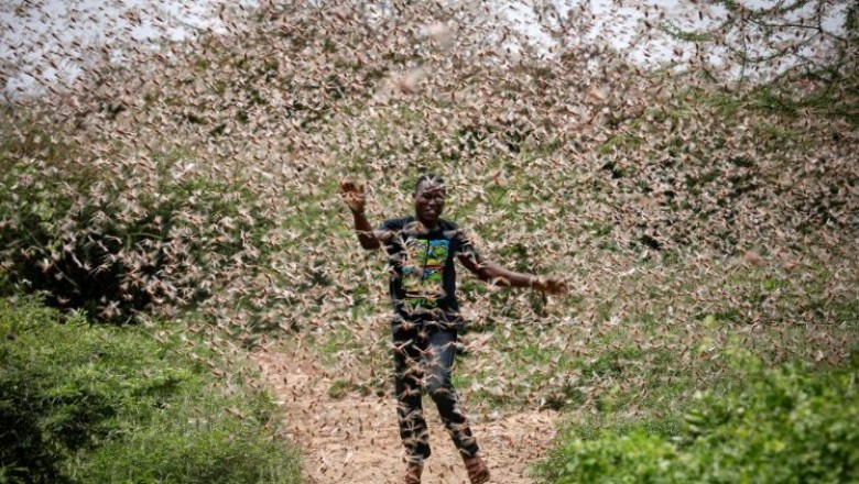 Desert Locusts Are Swarming With Greater Ferocity | EcoMENA