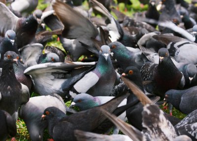 4 Options To Control Pigeons in A Large Area | EcoMENA