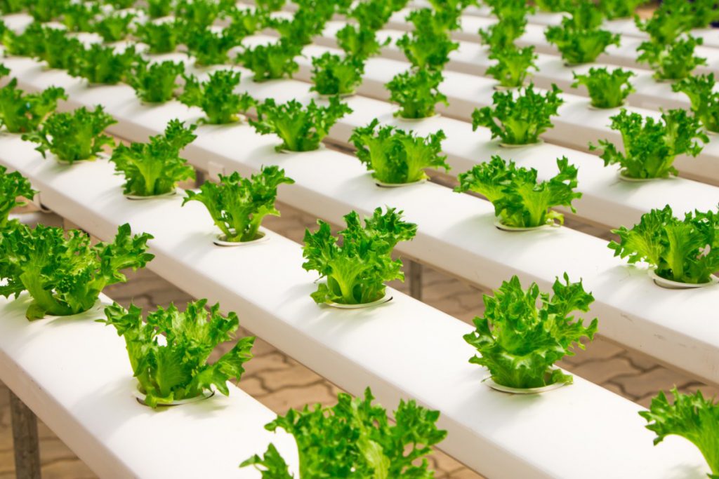 Everything You Should Know About Hydroponic Farming