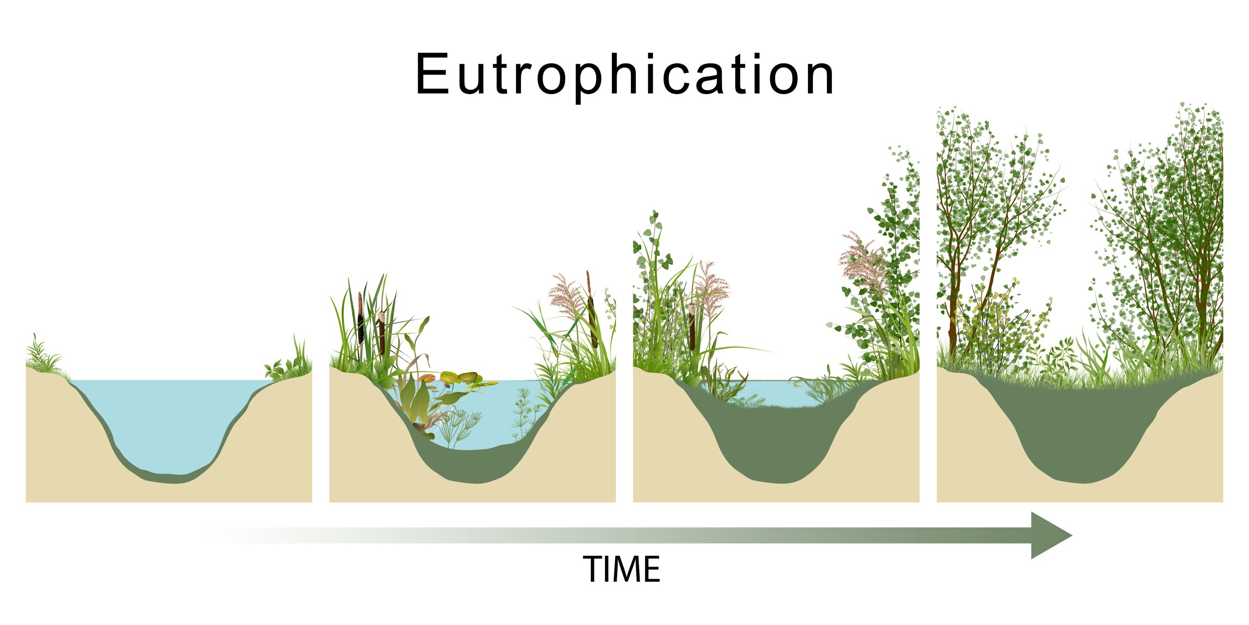 Impacts On Ecosystem And Algal Bloom Cycle