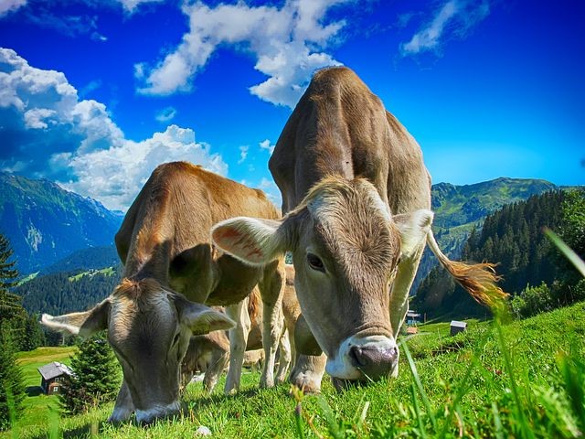 Benefits of Rotational Grazing + Creating A Herd Migration In Your Farm ...