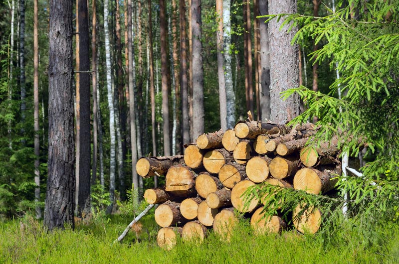 The Growing Trend of Environmentally Friendly Wood | EcoMENA