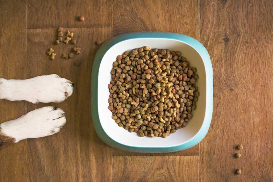 How to Read a Pet Food Label – What to Look For, Ingredients to Avoid
